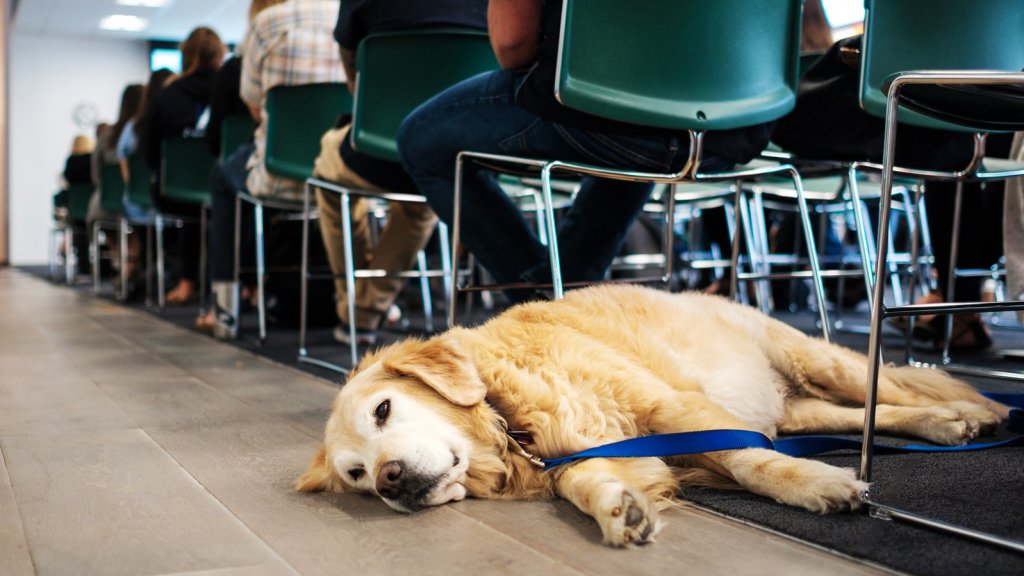 8 of America's Most Pet-Friendly Offices and the Dogs That Call Them ...
