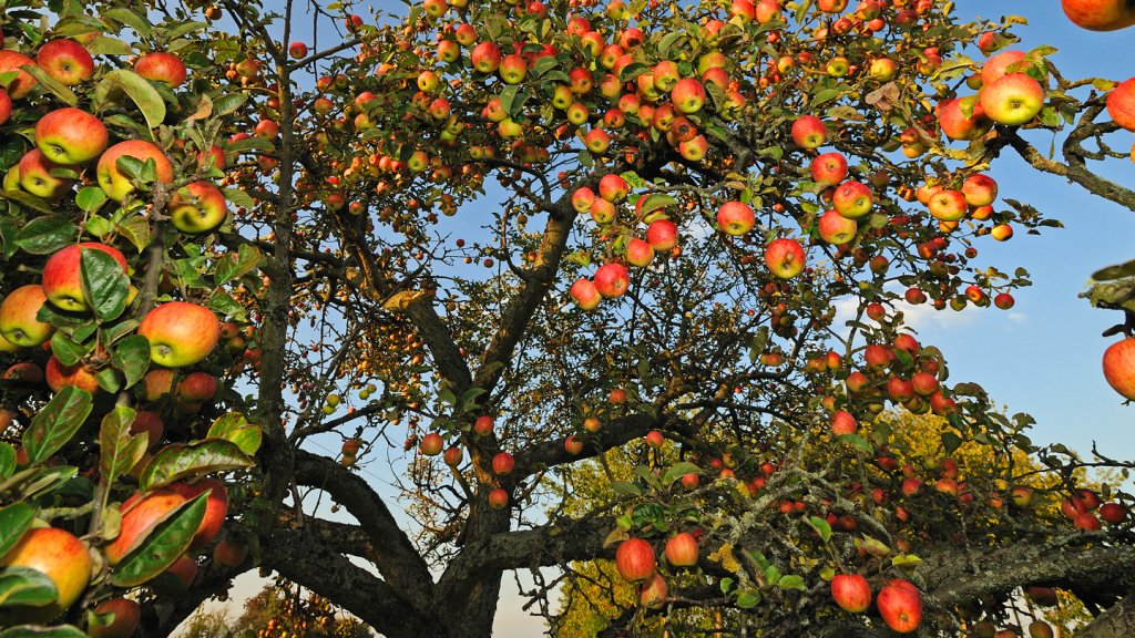 When Good Ideas Bear Fruit | Inc.com