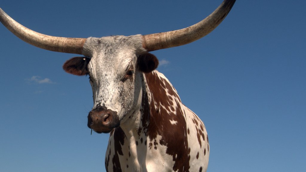 It's Time to Stamp out the Bull | Inc.com