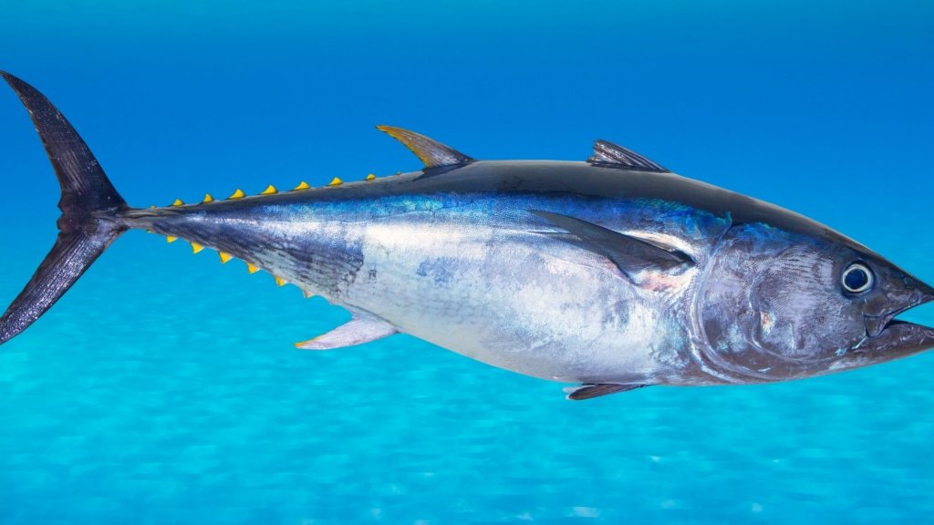 How Your Tuna Is About To Get Plant-Based | Inc.com