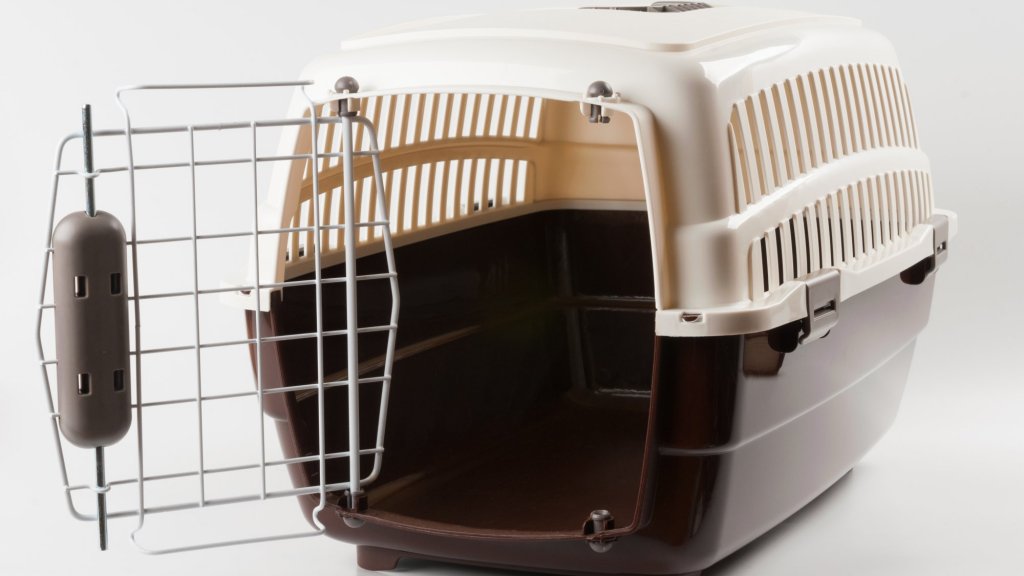 The Third Type of Service Animal JetBlue Allows Along With Dogs and ...