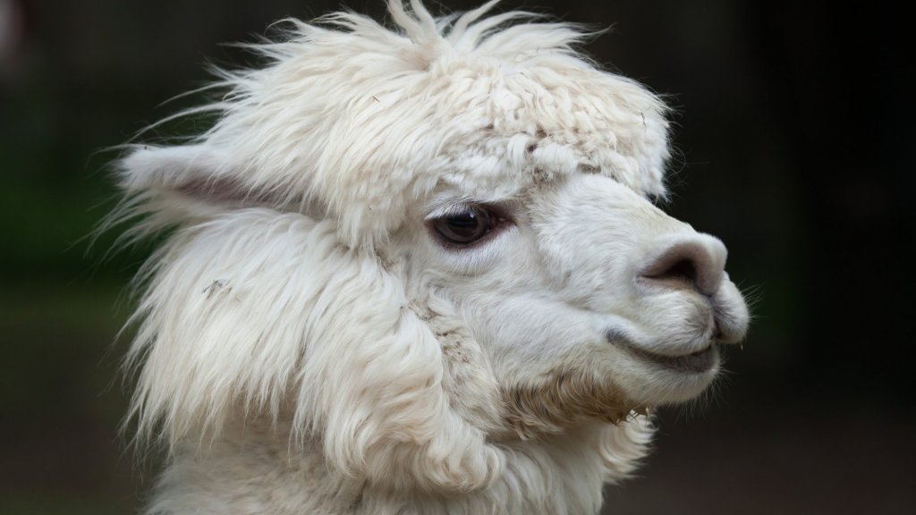 Scientists Ranked the 25 Animals That Makes the Best Pet (No. 1 Is ...