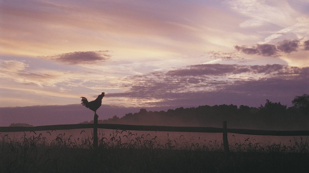 Night Owl or Lark? What Your Sleep Patterns Reveal About Your ...