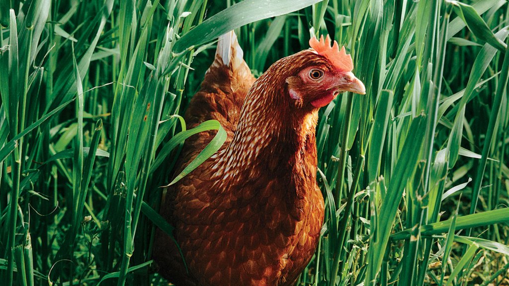 This Is What a Genuine Free-Range Farm Looks Like | Inc.com