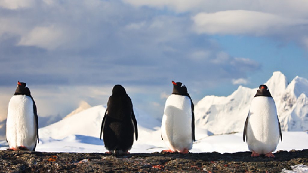 What You Need to Know About Google's Penguin Update | Inc.com