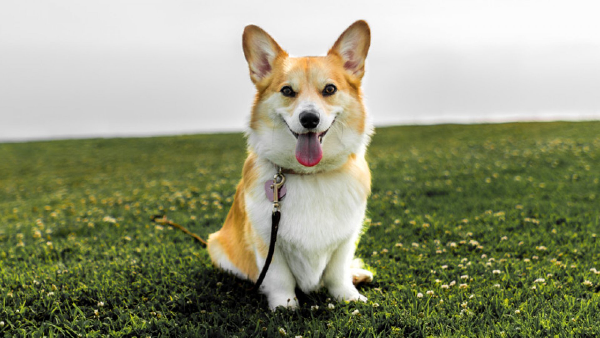 DogVacay Just Raised $25 Million | Inc.com