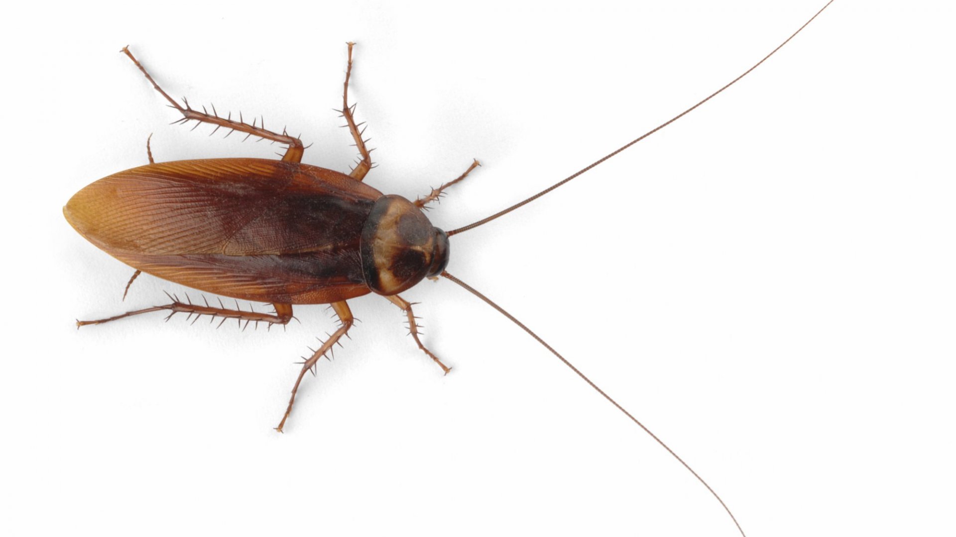 This Kit Lets You Control a Real Cockroach With Your Phone | Inc.com