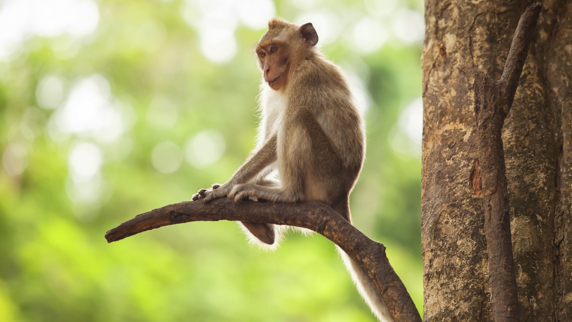 4 Ways to Ensure Success in the Unstable Year of the Monkey | Inc.com