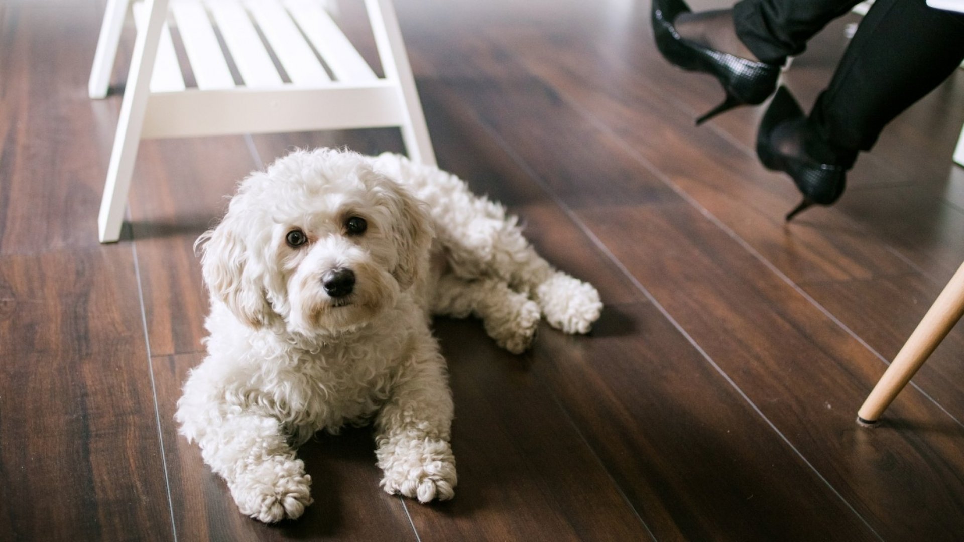 Do Dogs Belong in Job Interviews? | Inc.com