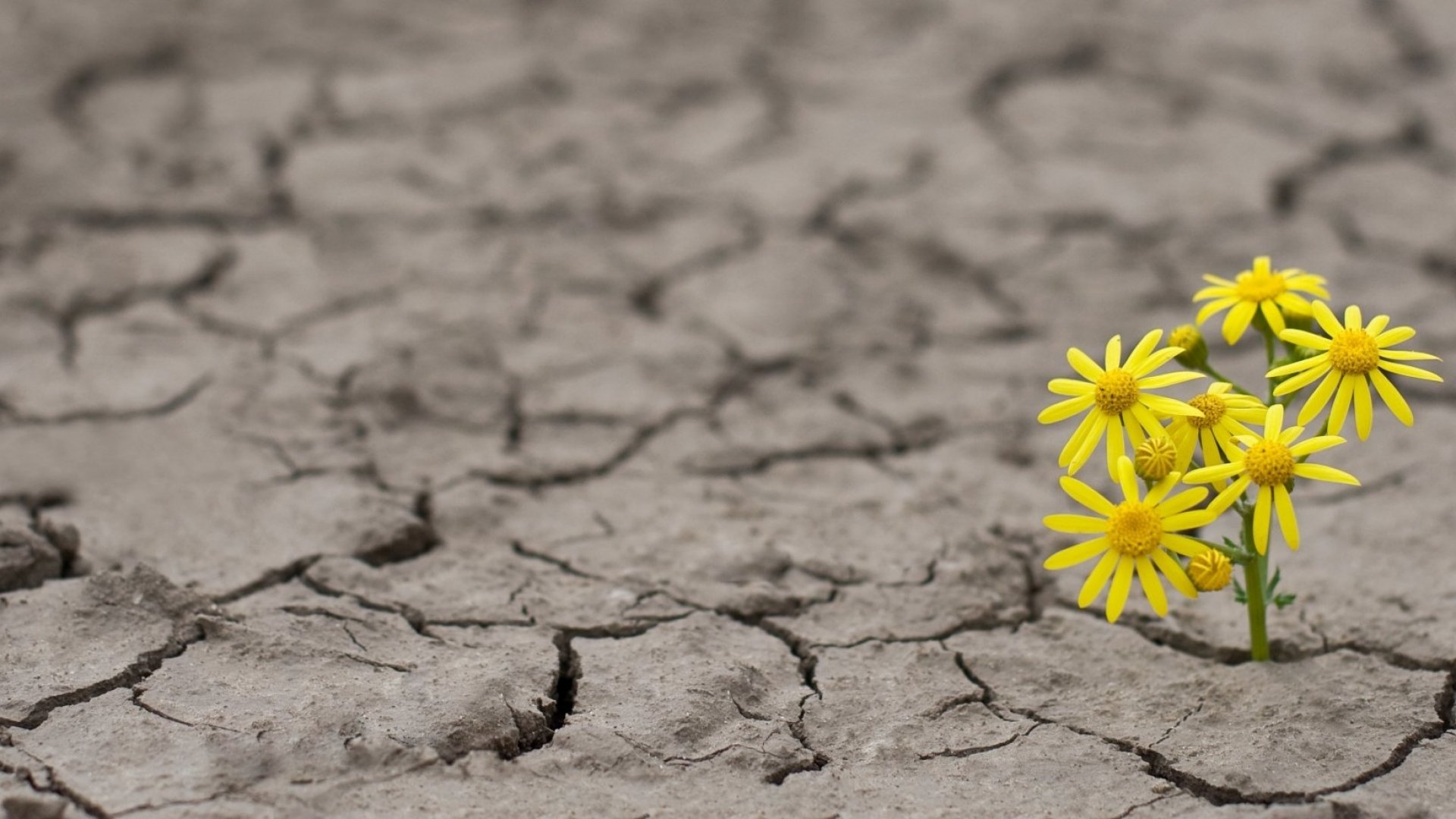 How to Bounce Back After Hitting Rock Bottom In Your Career, According ...