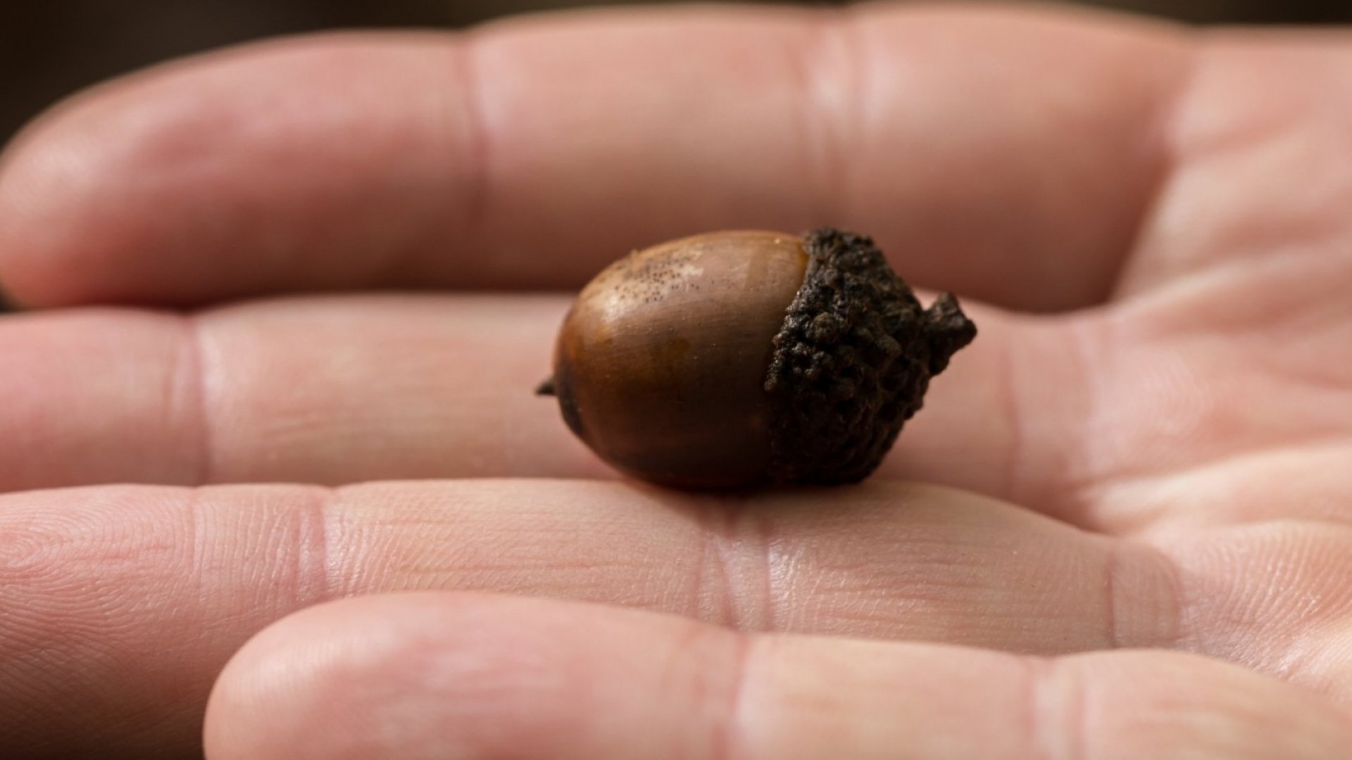 A Man Found an Acorn on a Shopping Mall Floor. His Reaction Offers an ...