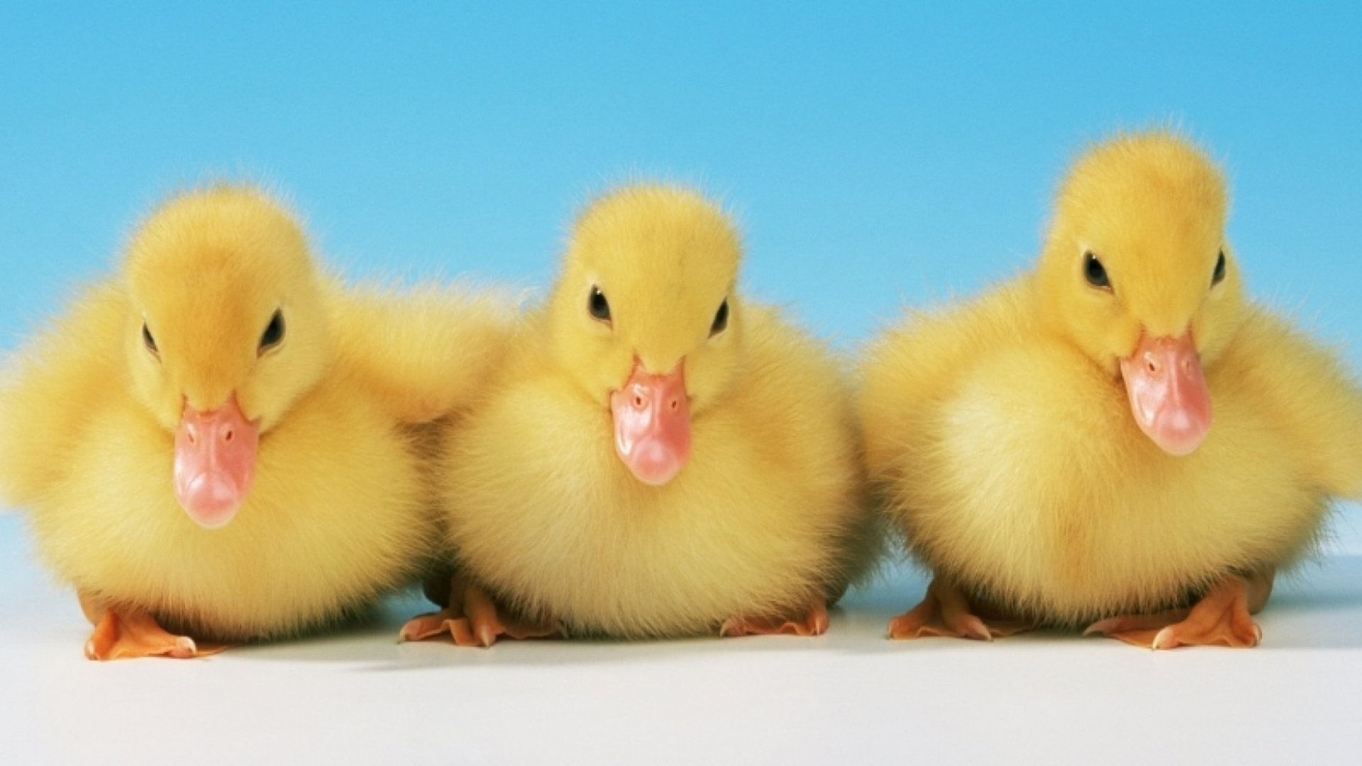 Ducks In A Row: Prepping for A Deep Dive Meeting With Investors | Inc.com