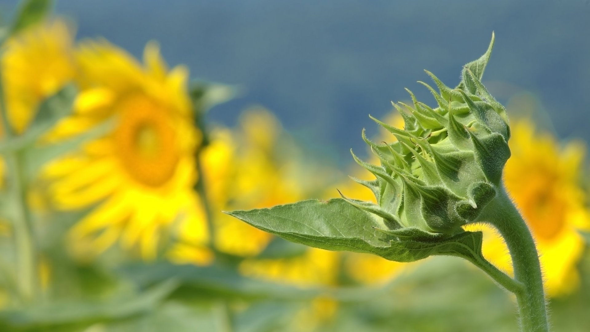 What It Means to Be a Late Bloomer in a World Obsessed With Early ...