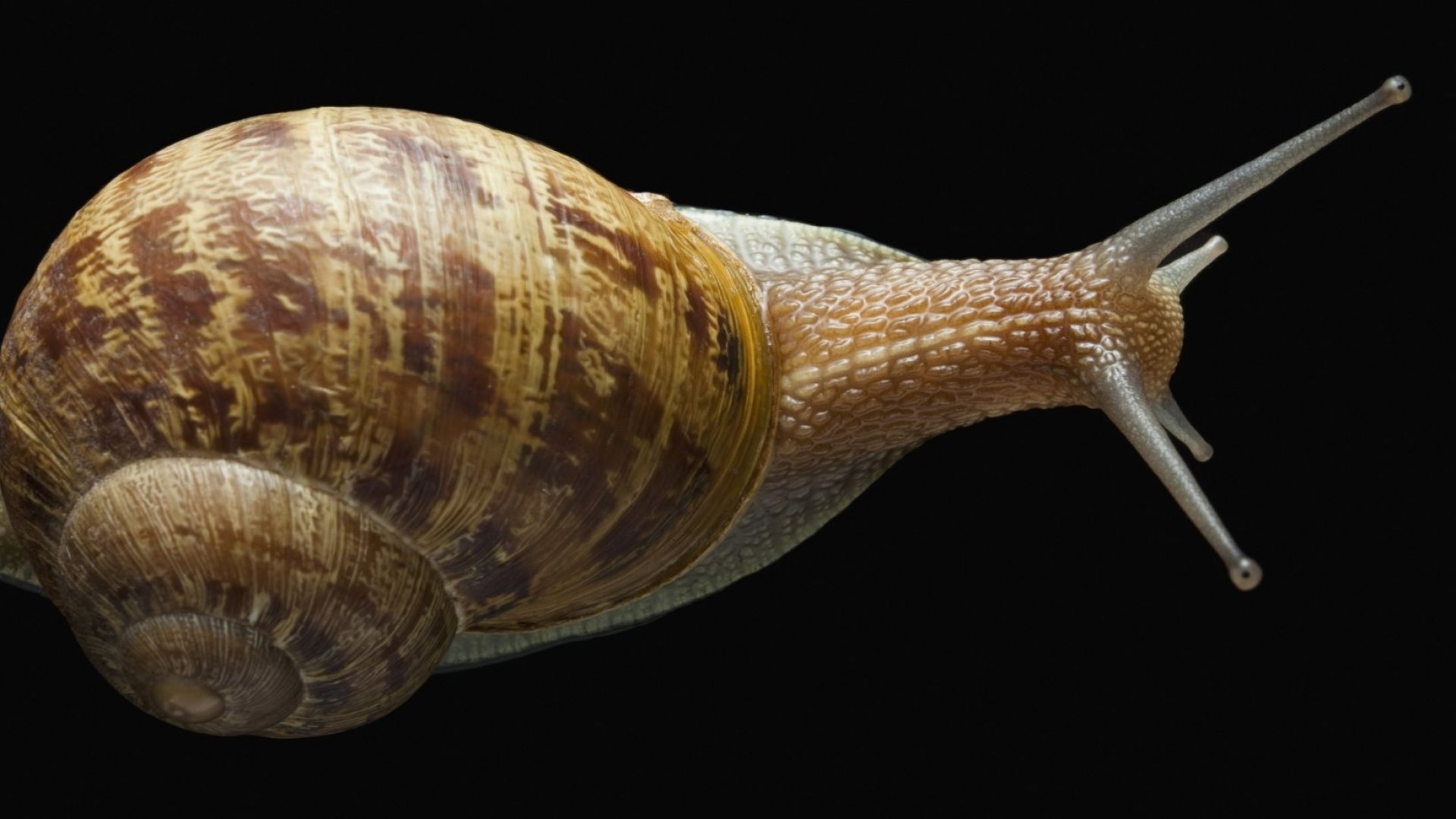 Want to Remember More? This Snail Study Shows 1 Thing Will Help You ...