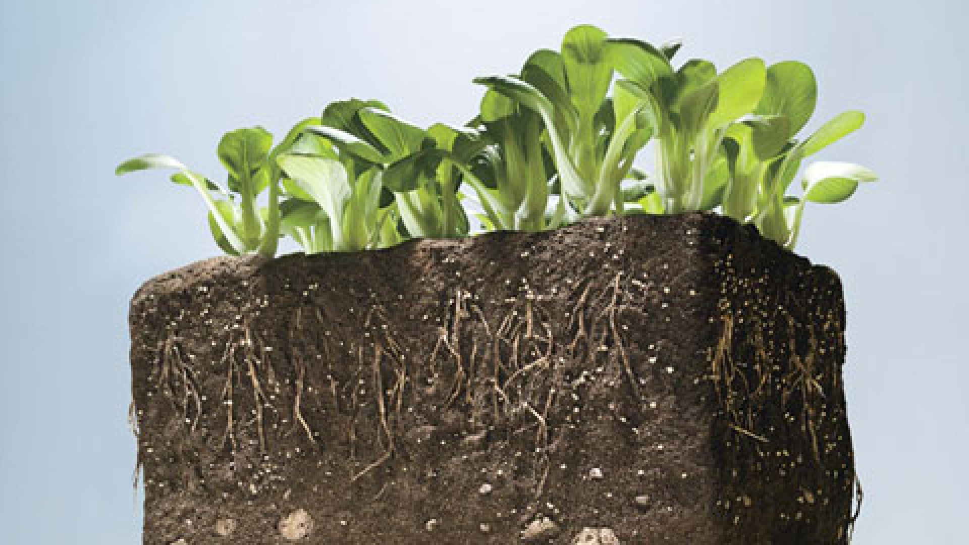 Innovation: A New Method of Irrigation | Inc.com