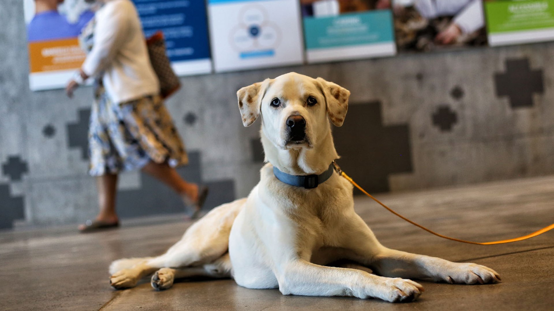 The Keys to Creating an Effective Pets-at-Work Program | Inc.com
